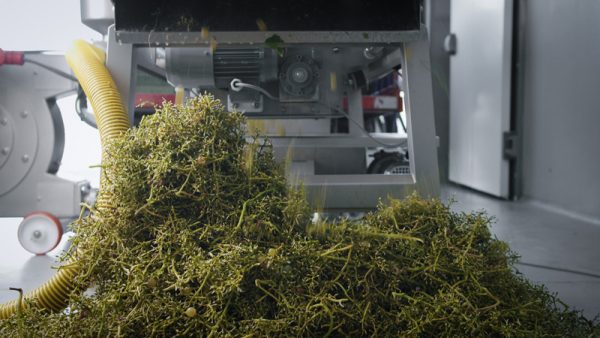 Destemming and Crushing | Sraml