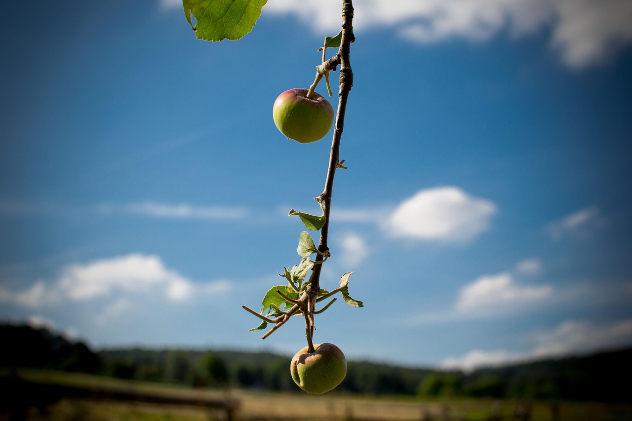 Campden Tablets Dosage Guide | Sraml